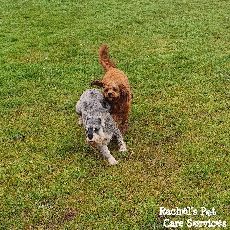 Rachel's Pet Care Services - Pet Care Cardiff, Penarth, Sully & Barry