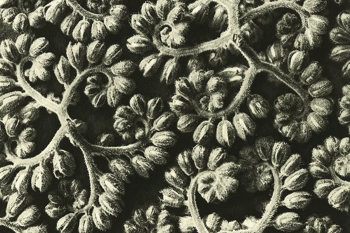 KARL BLOSSFELDT: Art Forms in Nature