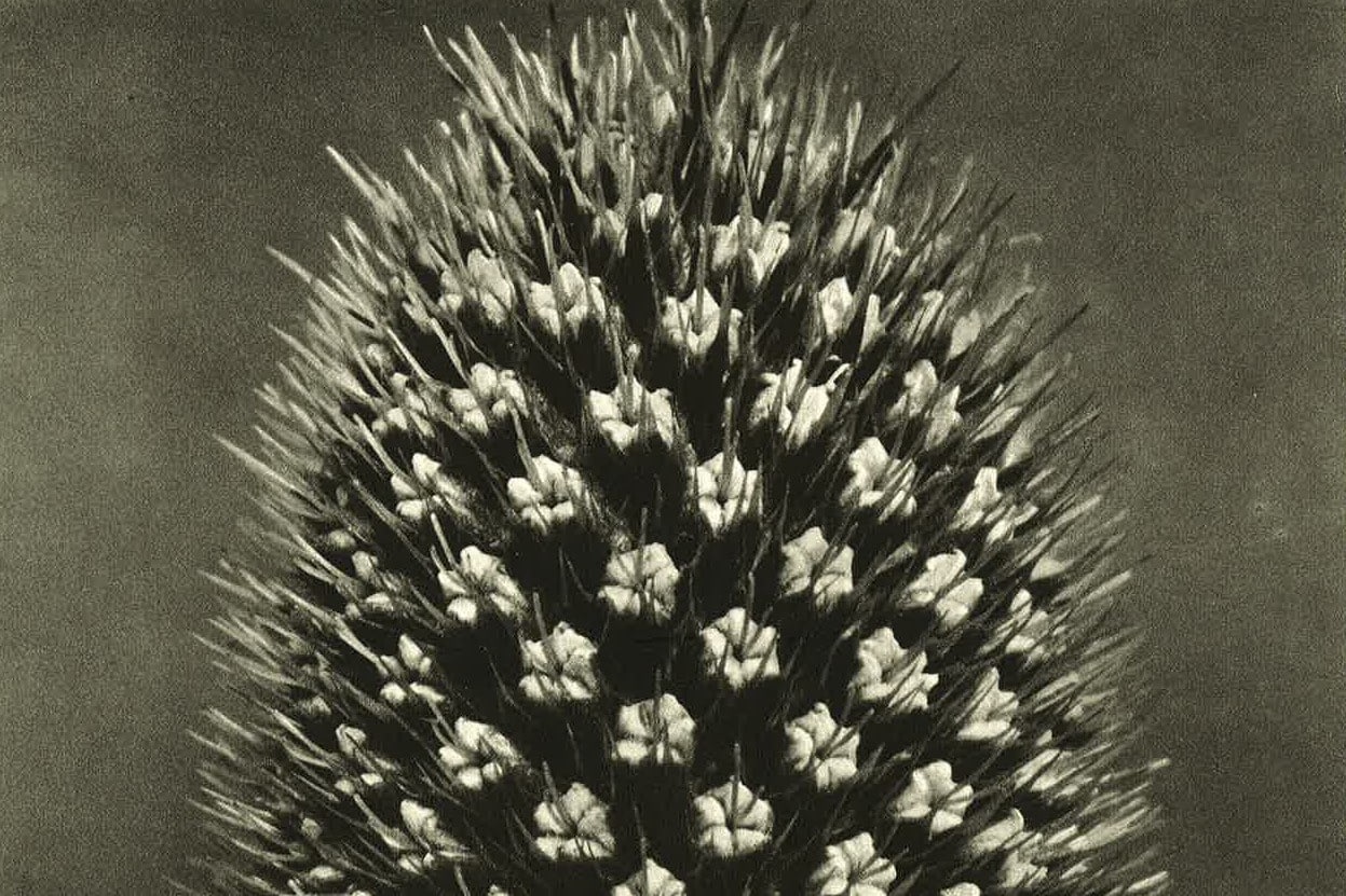 KARL BLOSSFELDT: Art Forms in Nature