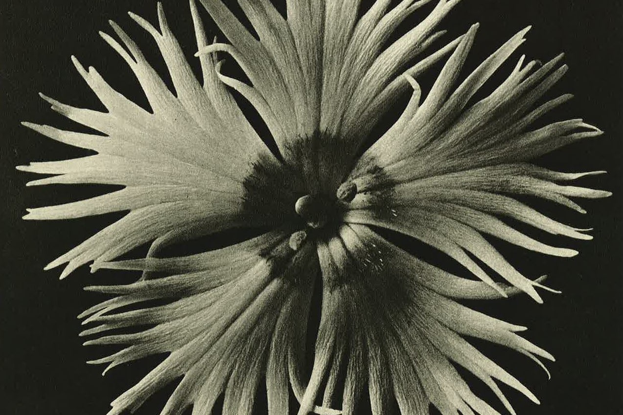 KARL BLOSSFELDT: Art Forms in Nature